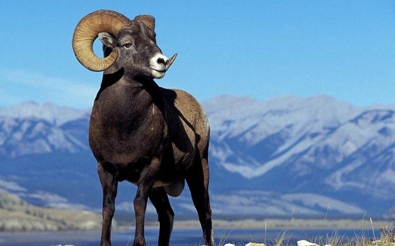 Hunting The Wild: North American Big Game Animals To Pursue