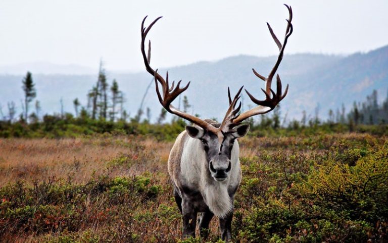 Hunting The Wild: North American Big Game Animals To Pursue