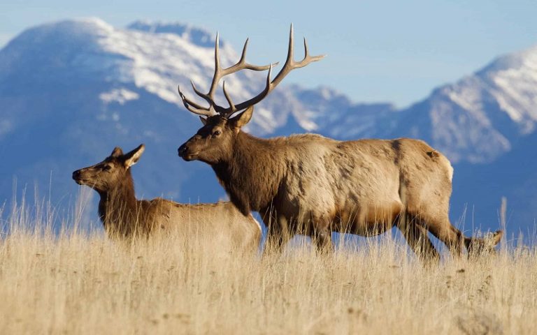 Hunting The Wild: North American Big Game Animals To Pursue