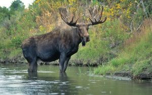 Hunting The Wild: North American Big Game Animals To Pursue