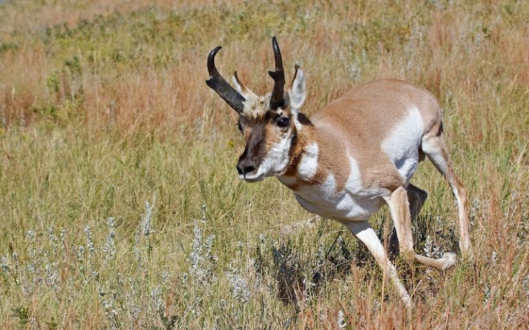 Hunting The Wild: North American Big Game Animals To Pursue